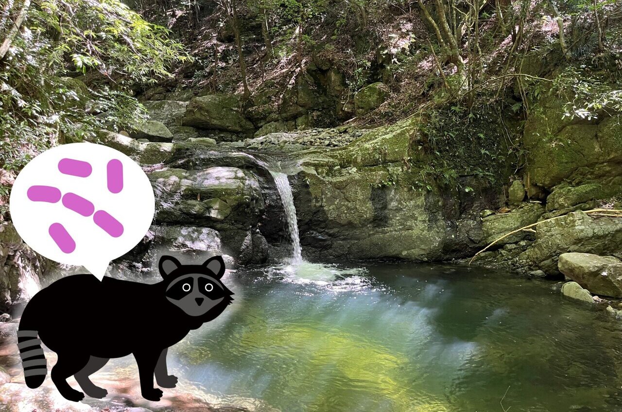 DNA tracking links raccoons to riverborne bacteria with possible human ...