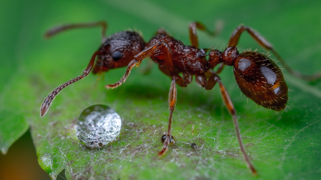 Roughly 2.5 million ants are alive for every single person on Earth
