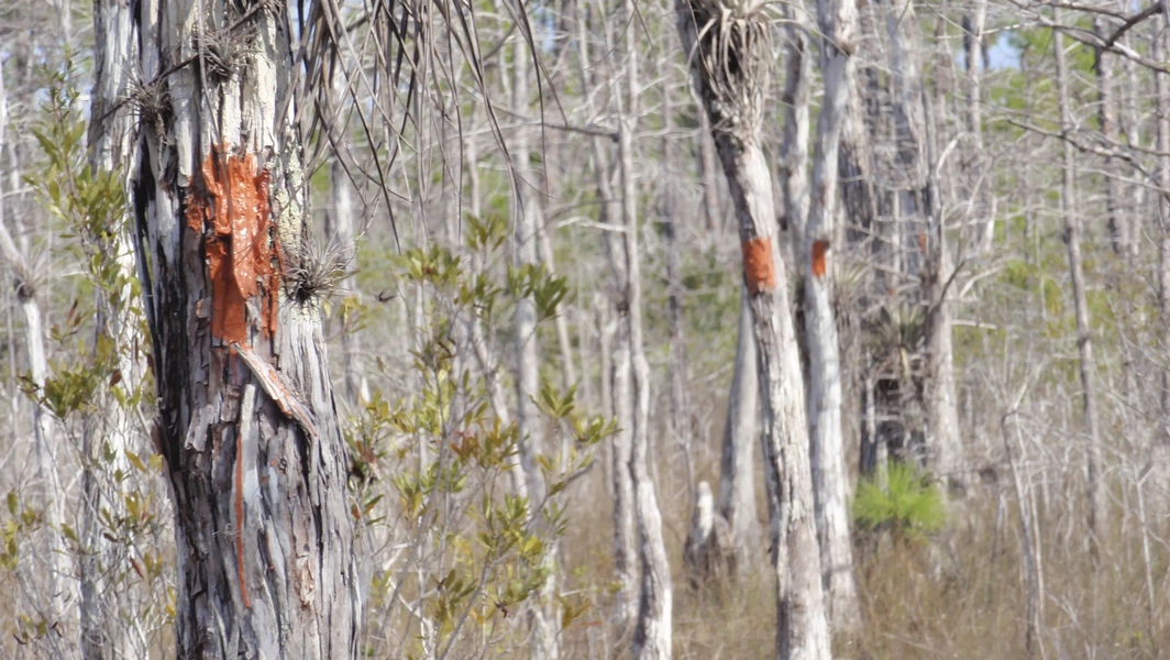 Meanings of orange paint and other tree marks