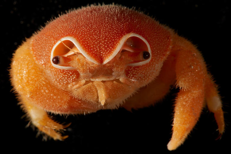 Hat-wearing sponge crab among nearly 150 new animals discovered by deep ...
