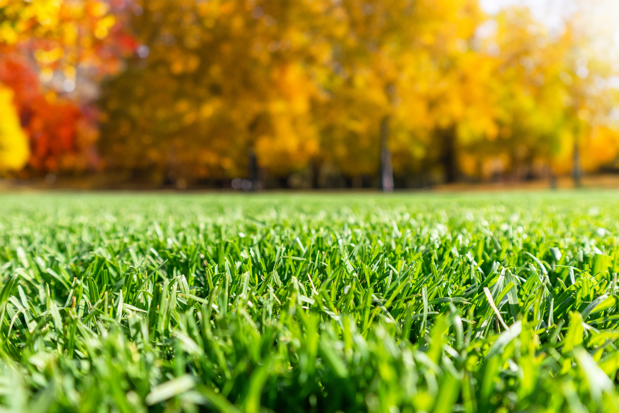 How to store leftover grass seed so it still germinates next year