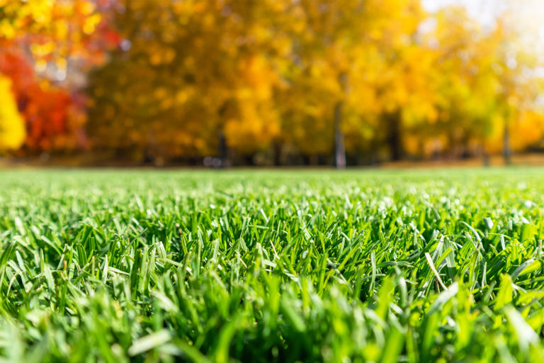 How to store leftover grass seed so it still germinates next year