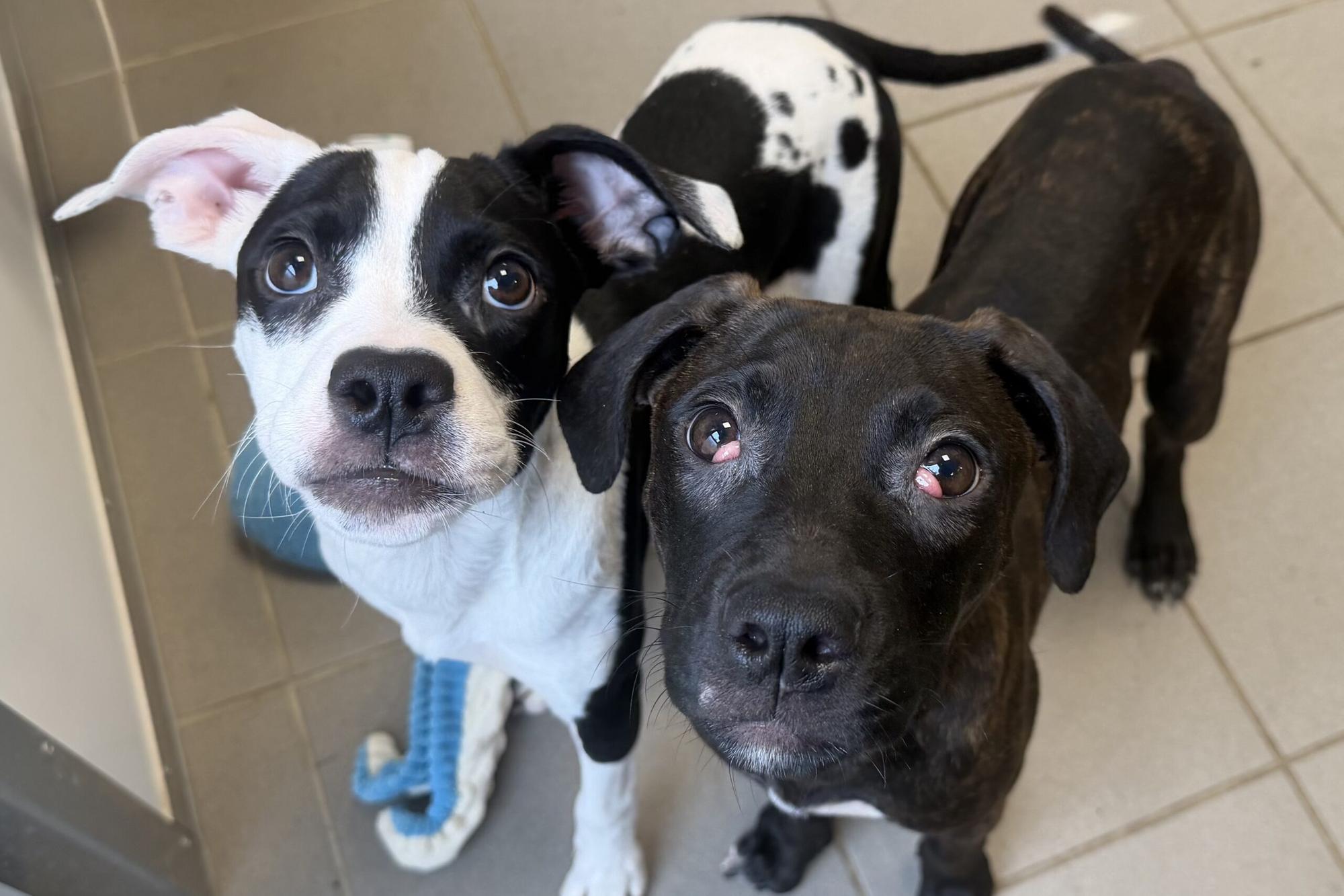 22 adorable dogs and puppies at the RSPCA seeking loving homes in Sussex