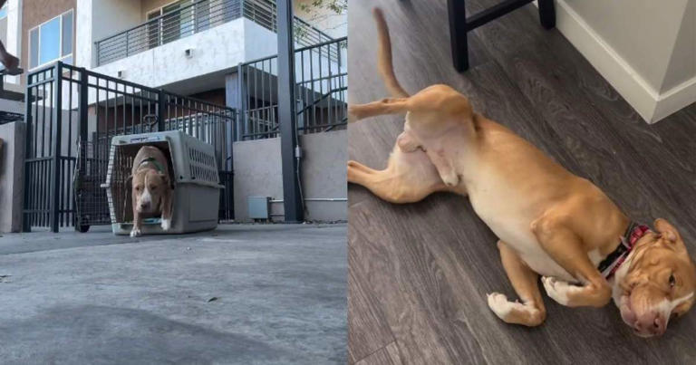 Shelter dog pauses before leaving his crate, then realizes he can trust ...
