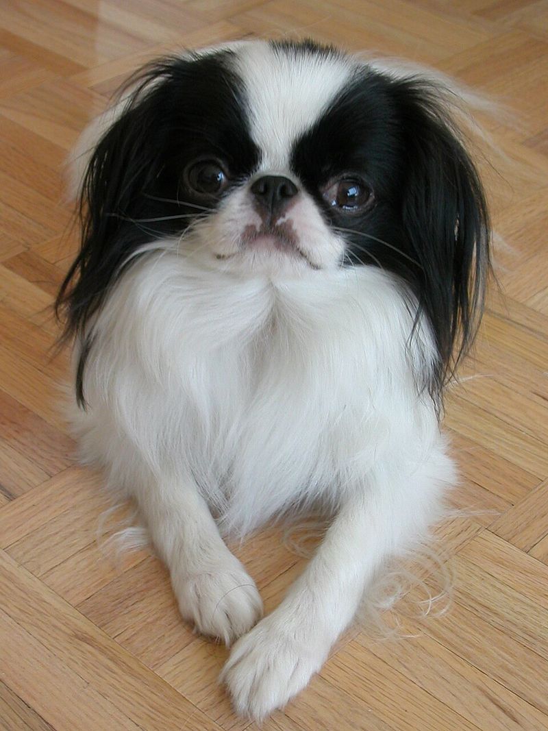 These 10 attention-hungry dogs never stop asking for affection