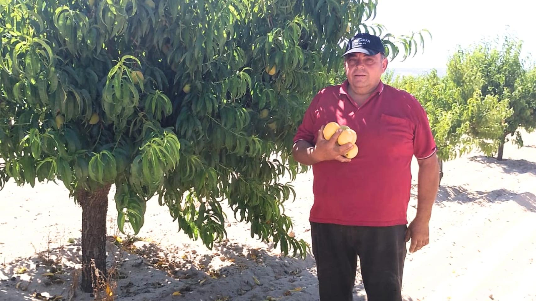 Jesús cultiva los melocotones que todos buscan y pocos encuentran ...