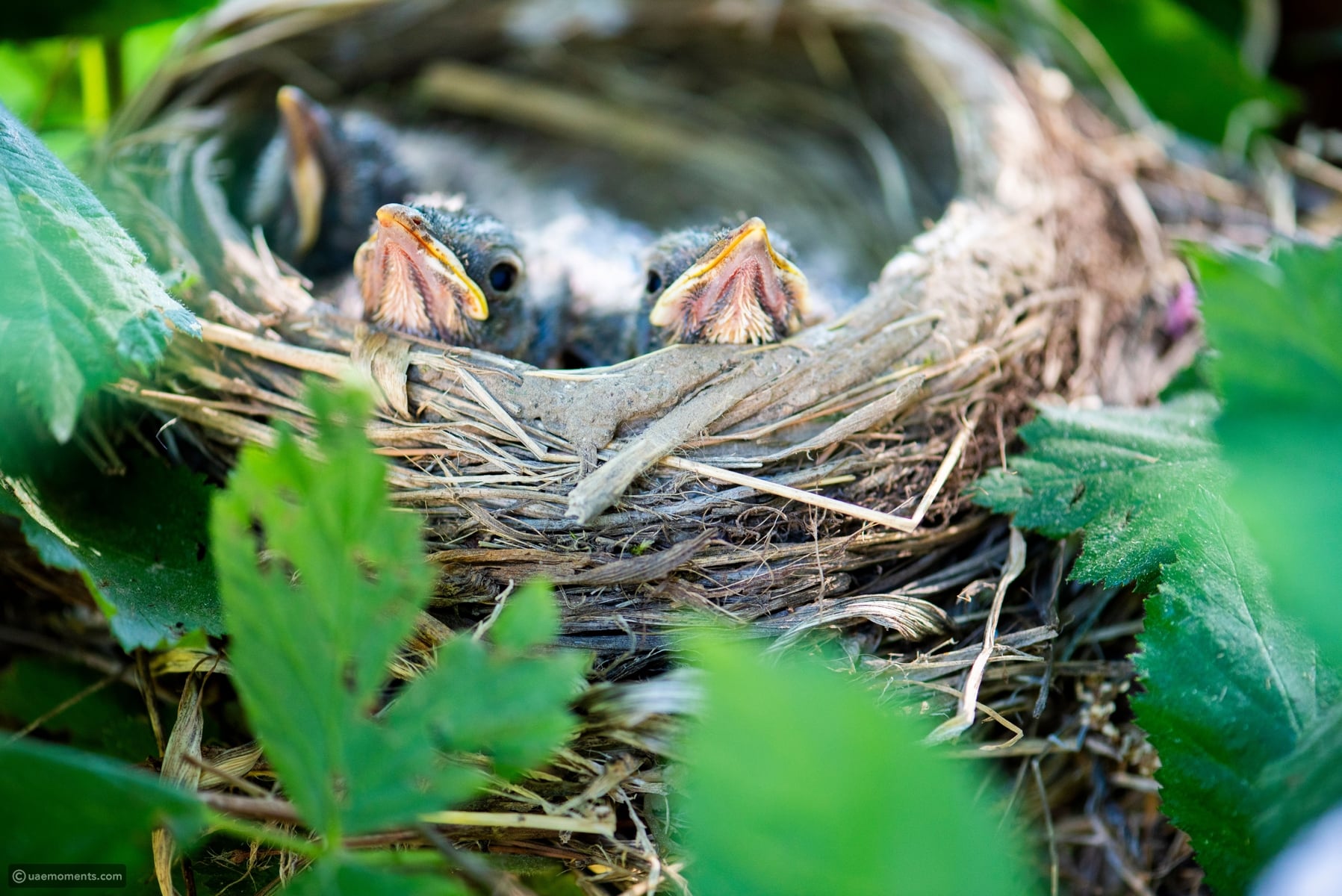 What to do when you find a baby bird in your yard