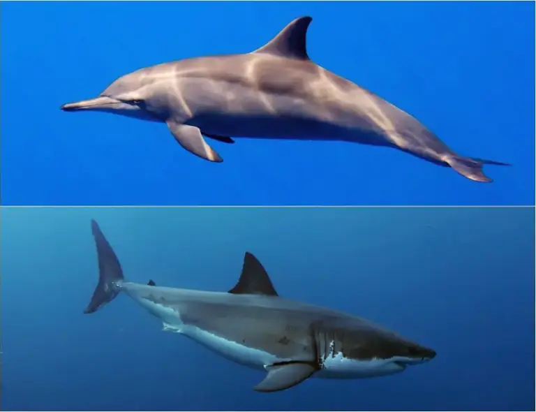 14 animals that look identical but are completely different species