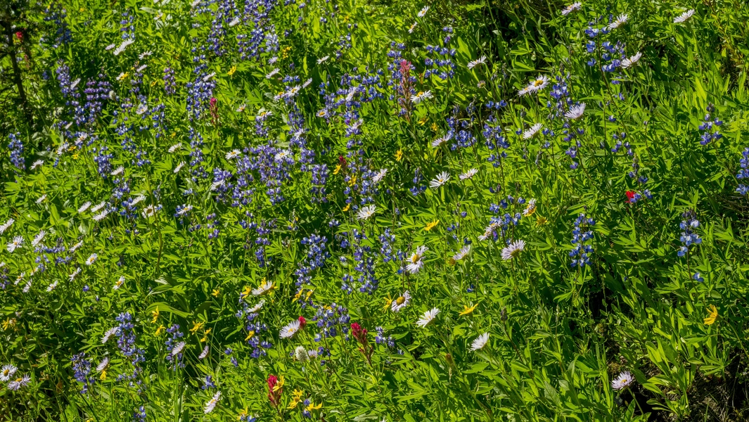 16 flowers that boost soil health and garden biodiversity