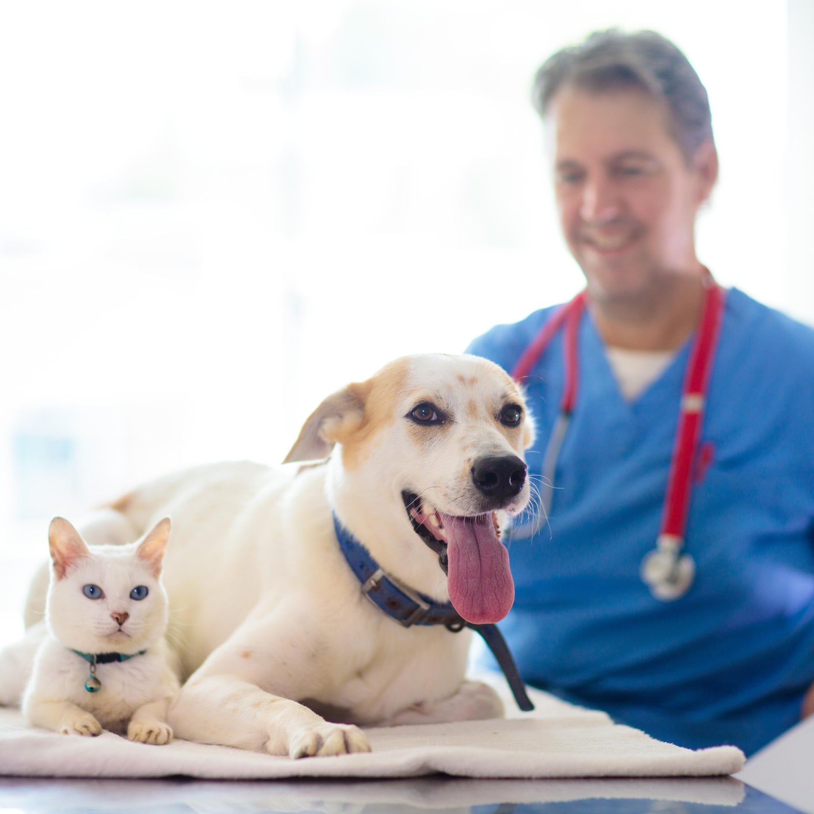 FDA authorizes emergency use of drug to fight screwworms in pets