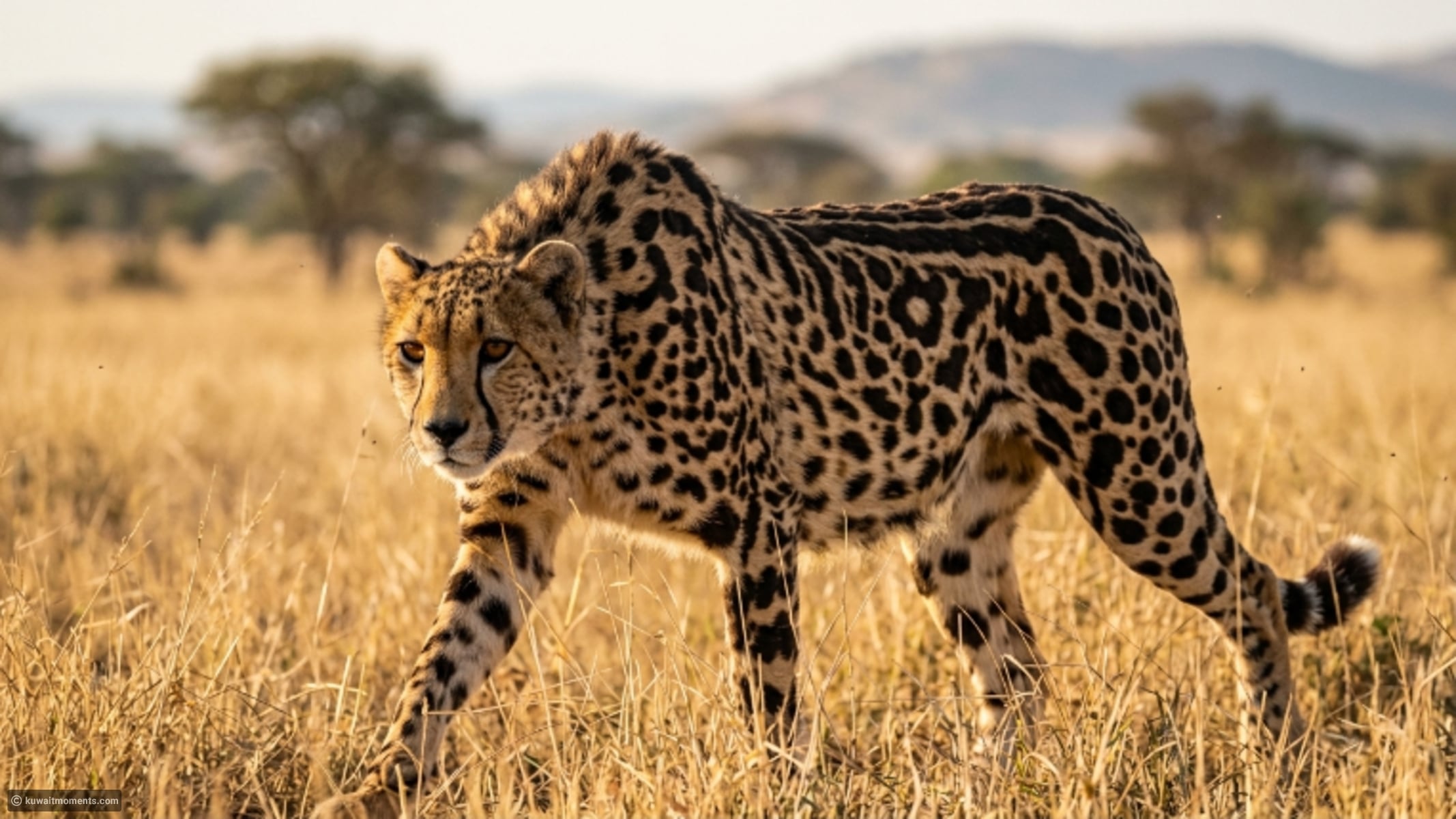 A look at 12 animals with rare genetic variations