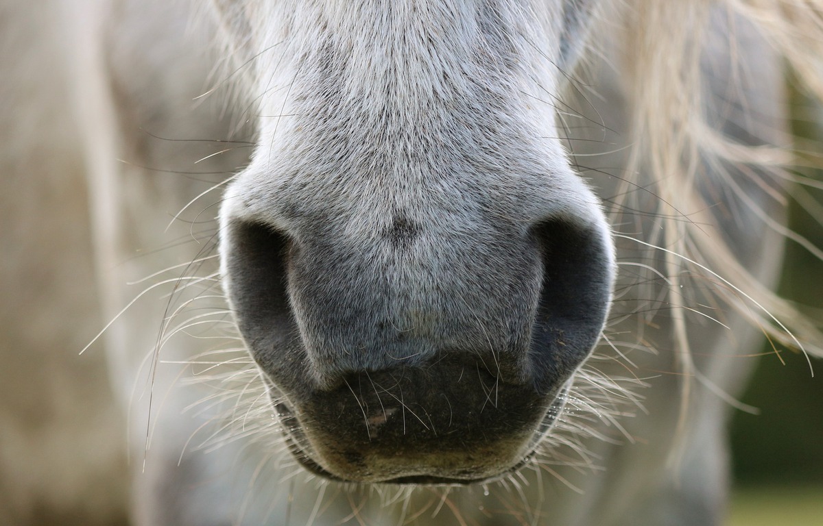 Une cavalière américaine meurt écrasée par son cheval après un refus d ...