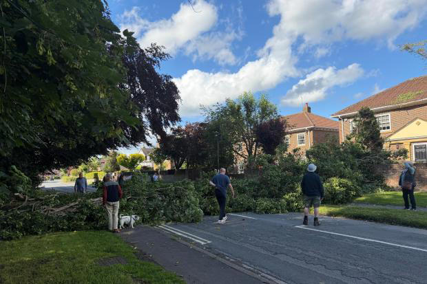 'Almighty thud' after tree falls and blocks main road in York village