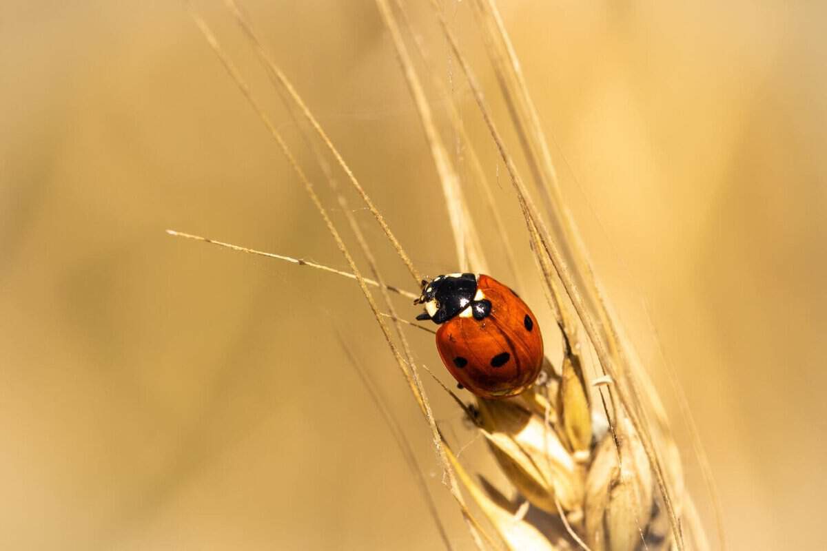 10 summer omens and what they mean for you