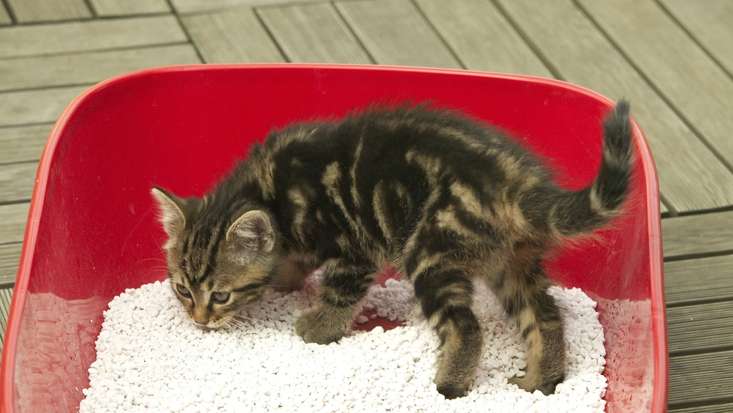 Preventing common litter box problems