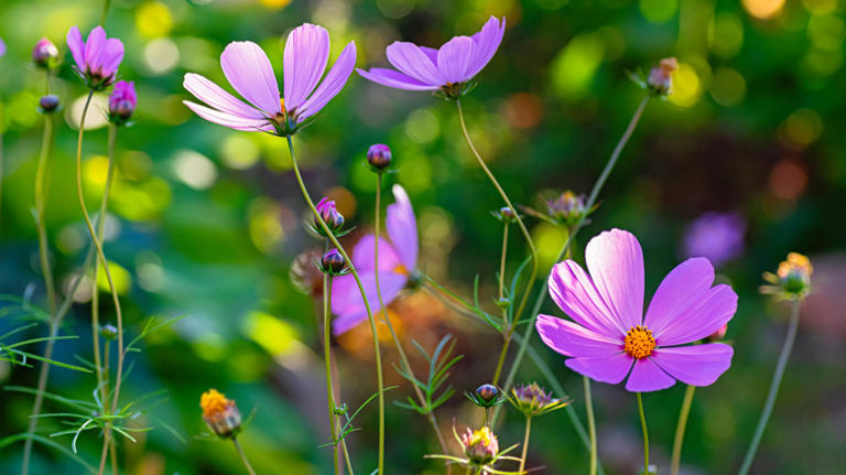 14 summer flowers to sprout from seed for a last-minute garden