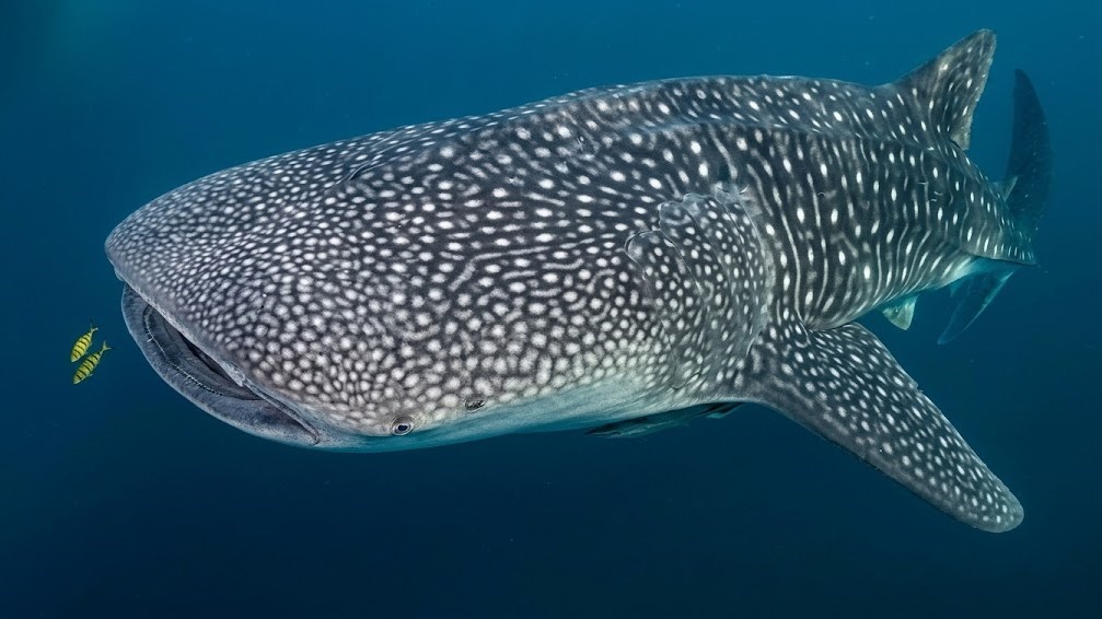 These giant sharks can live 50+ years - and nuclear bombs proved it