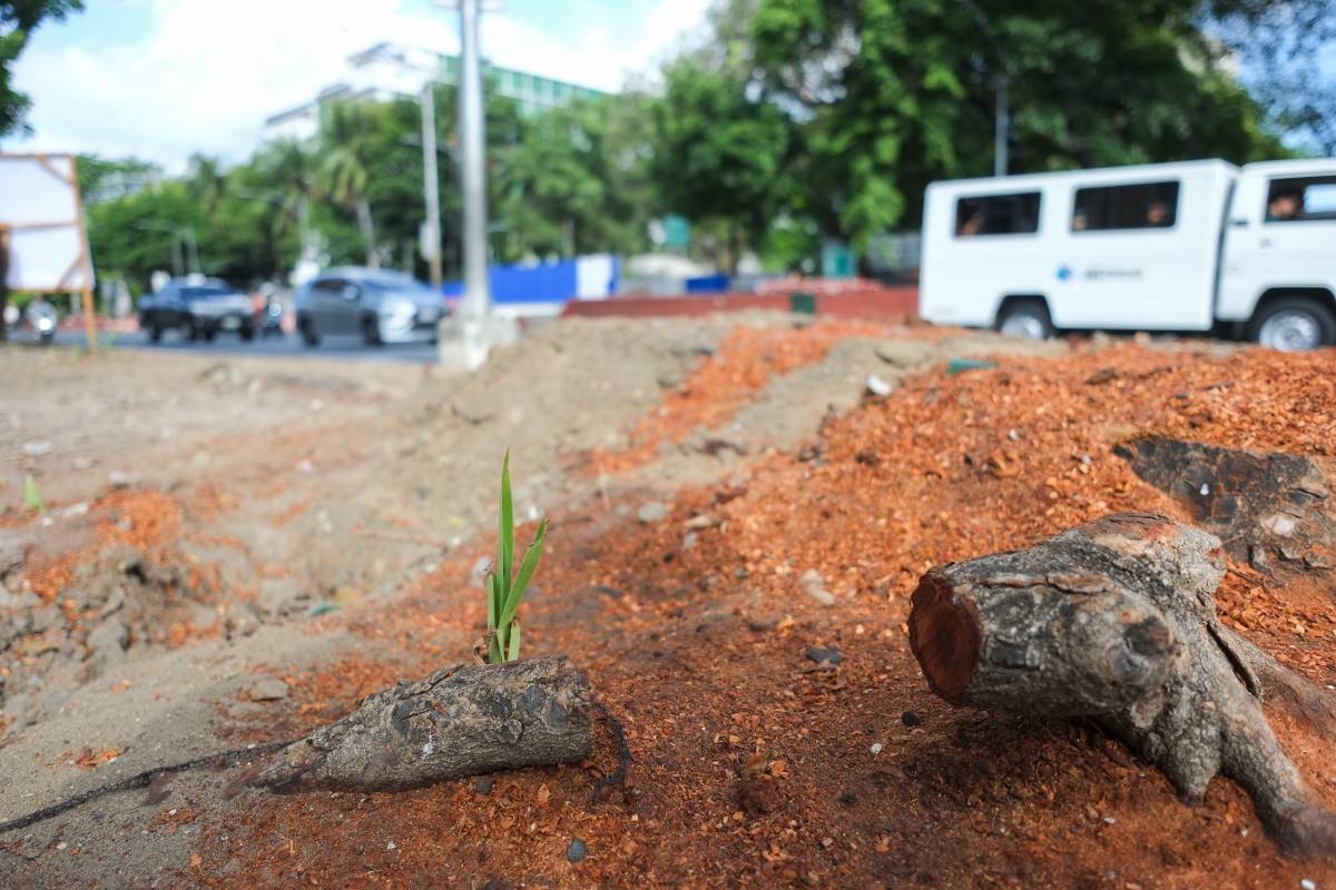 Viral tree-cutting video along Roxas Blvd sparks alarm