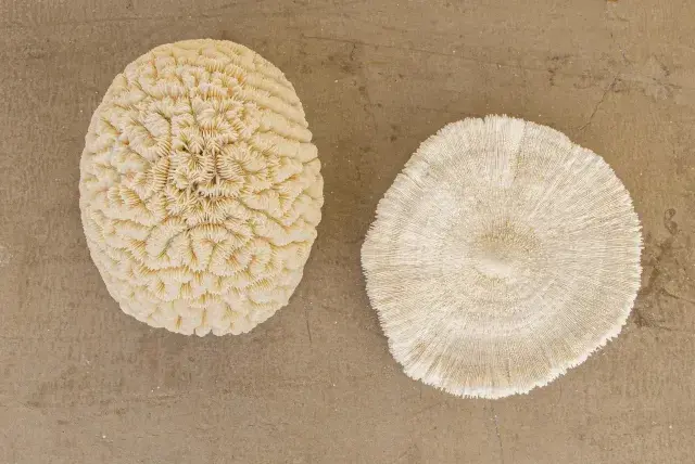 Más de una tonelada de caracoles, estrellas de mar, conchas y corales ...
