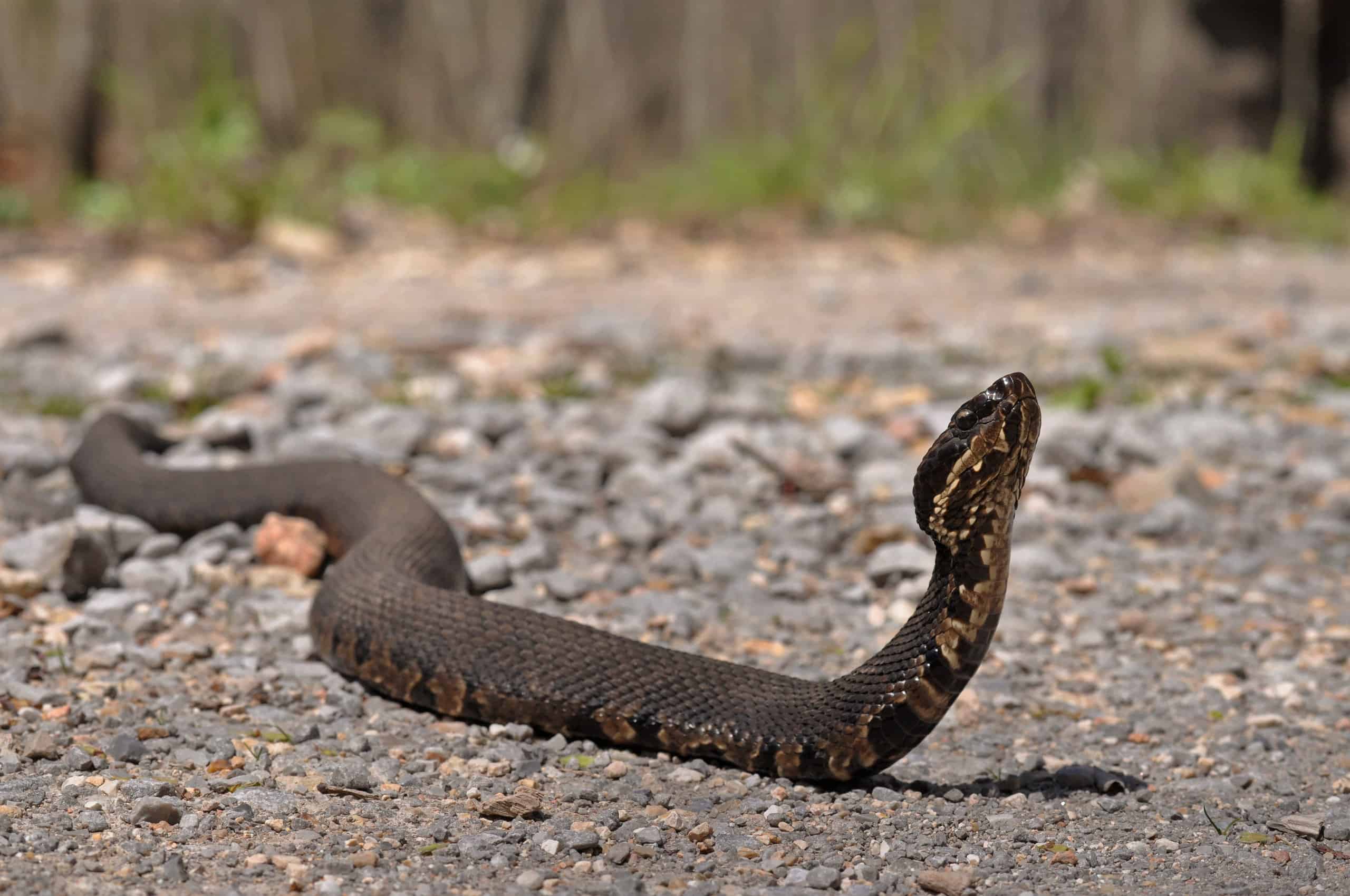 The record-breaking cottonmouth found near the North Carolina border ...