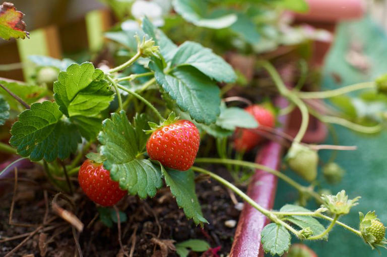 Slugs won't go near your strawberry plants if 1 natural item is placed ...