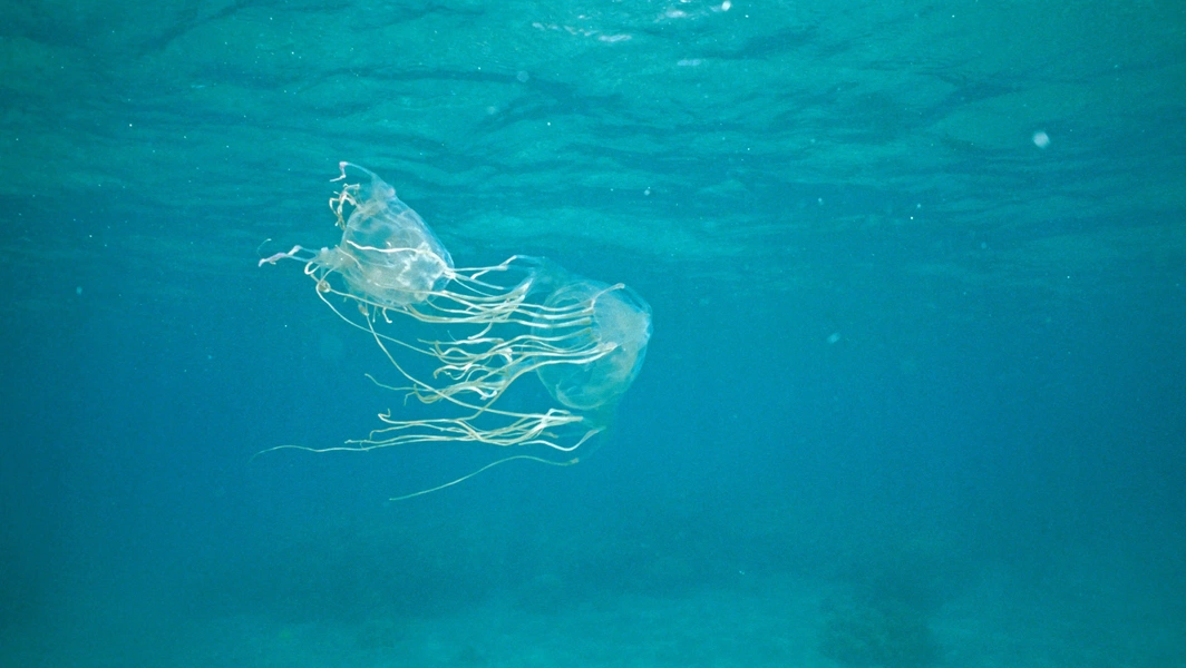 11 dangerous animals found in Fiji