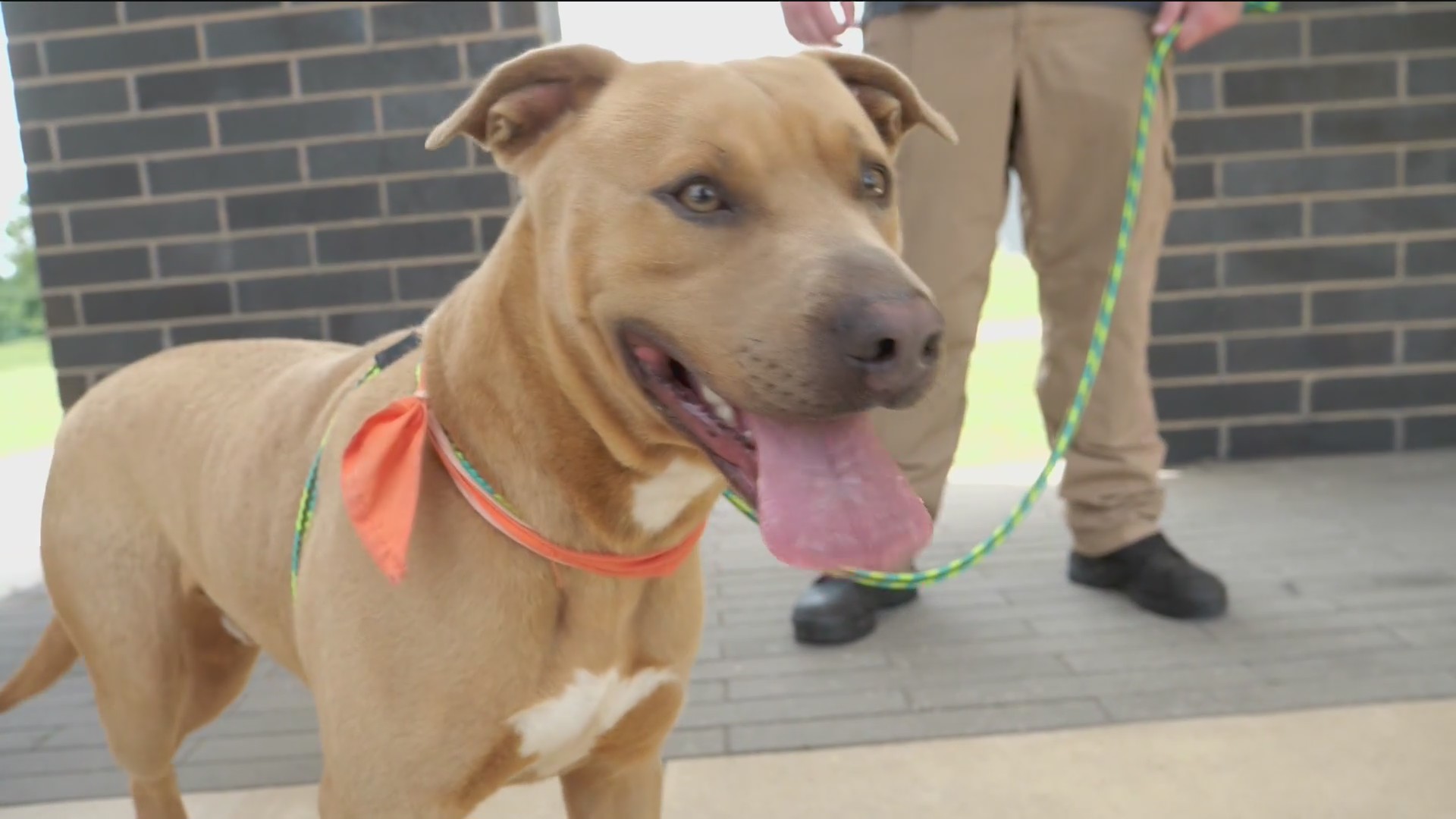 Purina presents: Meet Loaf in pet of the week