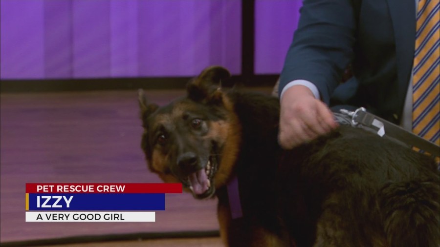 Pet rescue crew: Meet Izzy