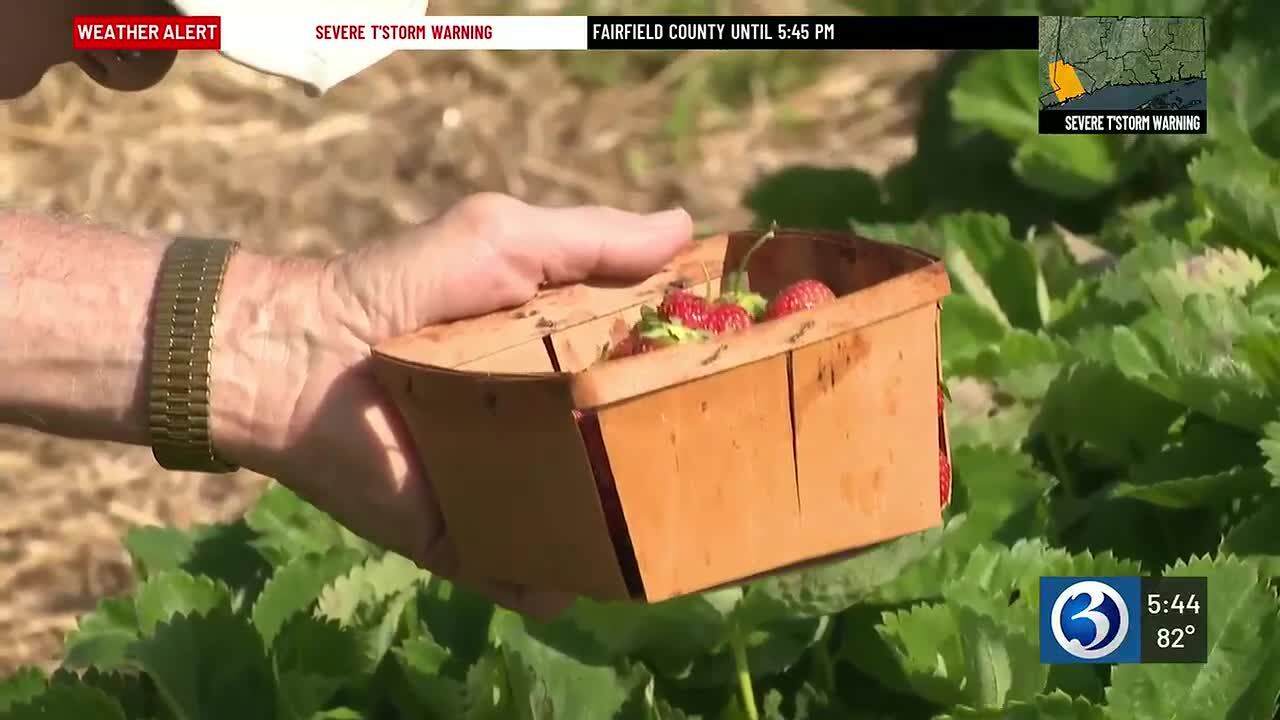 Pick-your-own strawberry season expands at Rocky Hill farm