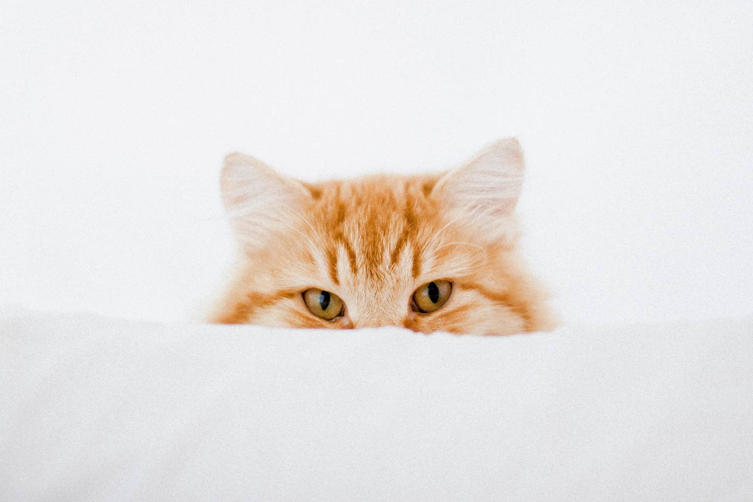 Watch a 13-year-old cat and 2-month-old puppy play hide-and-seek together