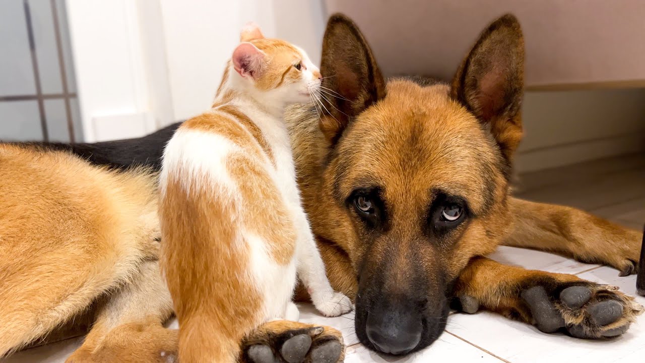 Kitten shows love to a German shepherd