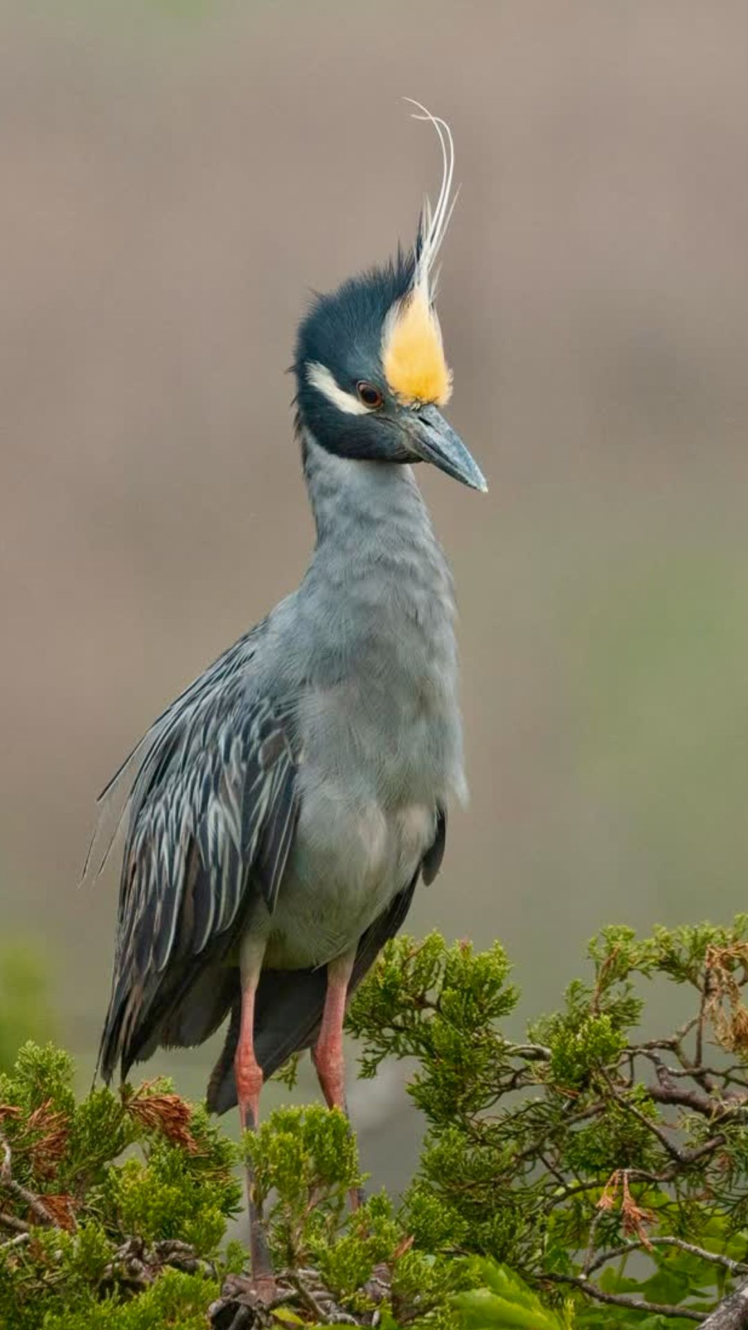 Discover the yellow-crowned night heron of the Americas