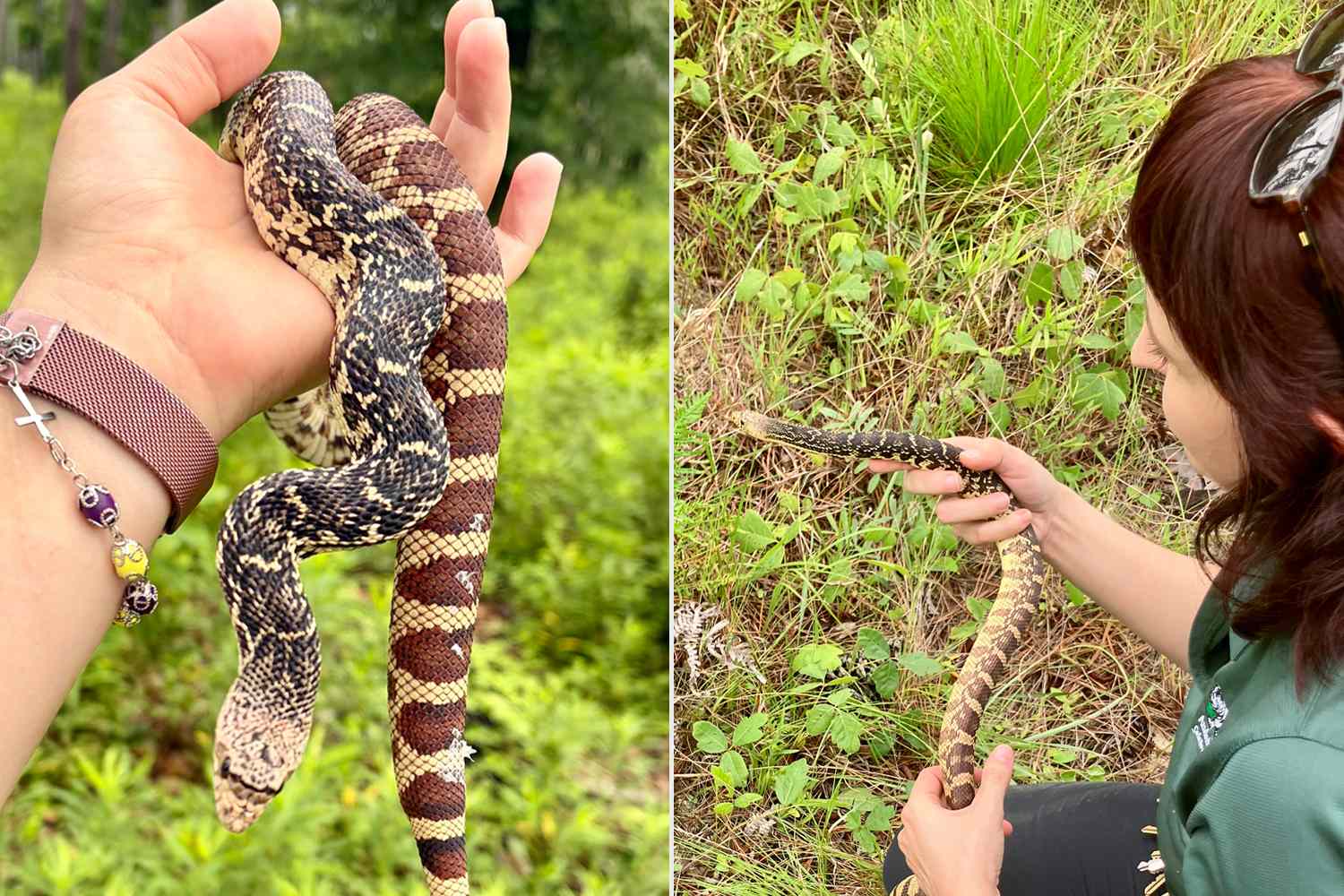 US zoo releases over a dozen rare snakes into the wild
