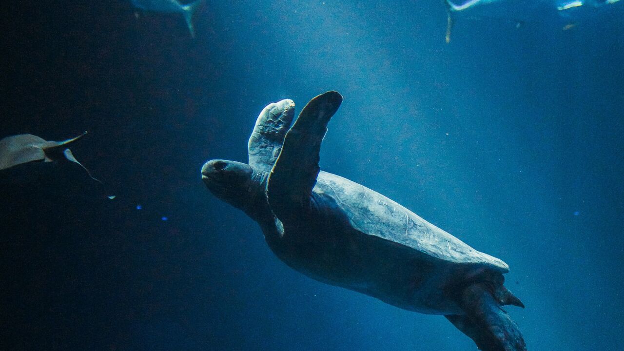 China waarschuwt voor 'spionageschildpadden' in Chinese wateren: "Ze ...