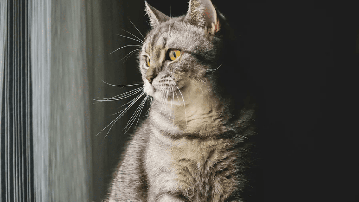 10 signs your cat secretly thinks they are the leader of your household