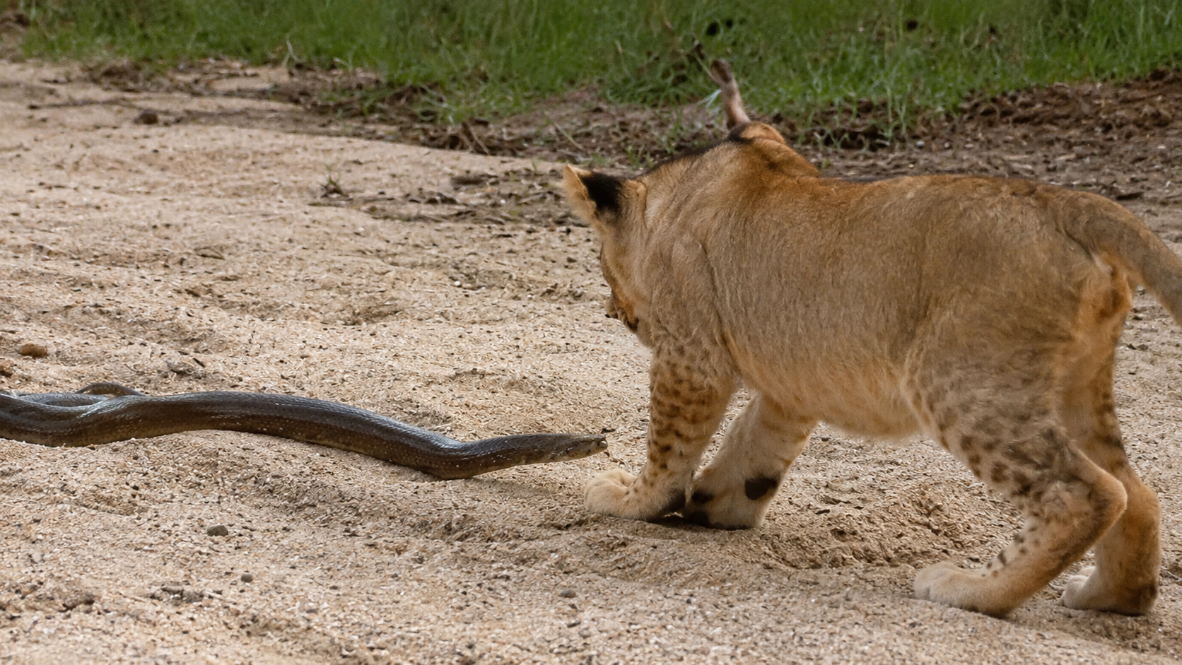 This lion cub just wanted to play - then a snake attacked it