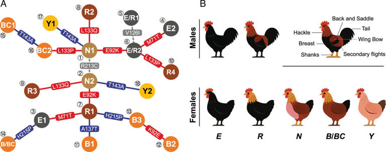Why chickens come in so many colors, and what one gene reveals about ...