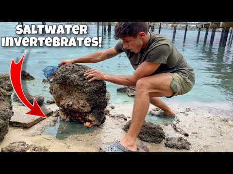 I found amazing creatures in a tide pool!🐚
