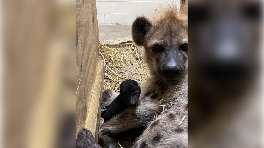 Hattiesburg Zoo welcomes fourth surviving hyena cub from pair