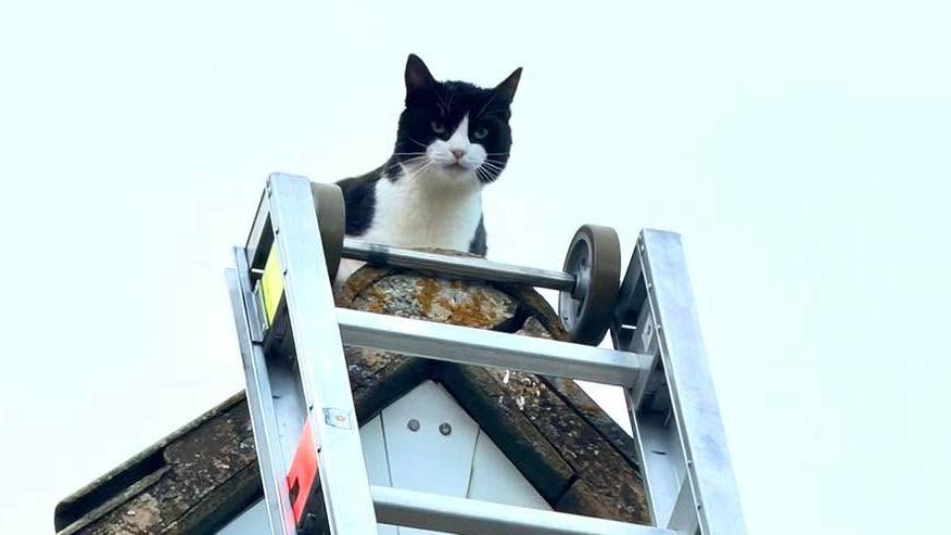 Fire crews rescue Gus the cat from rooftop ordeal