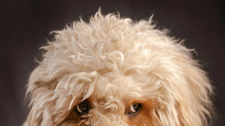 Goldendoodle stares at dad in pure disgust when his food doesn't come ...