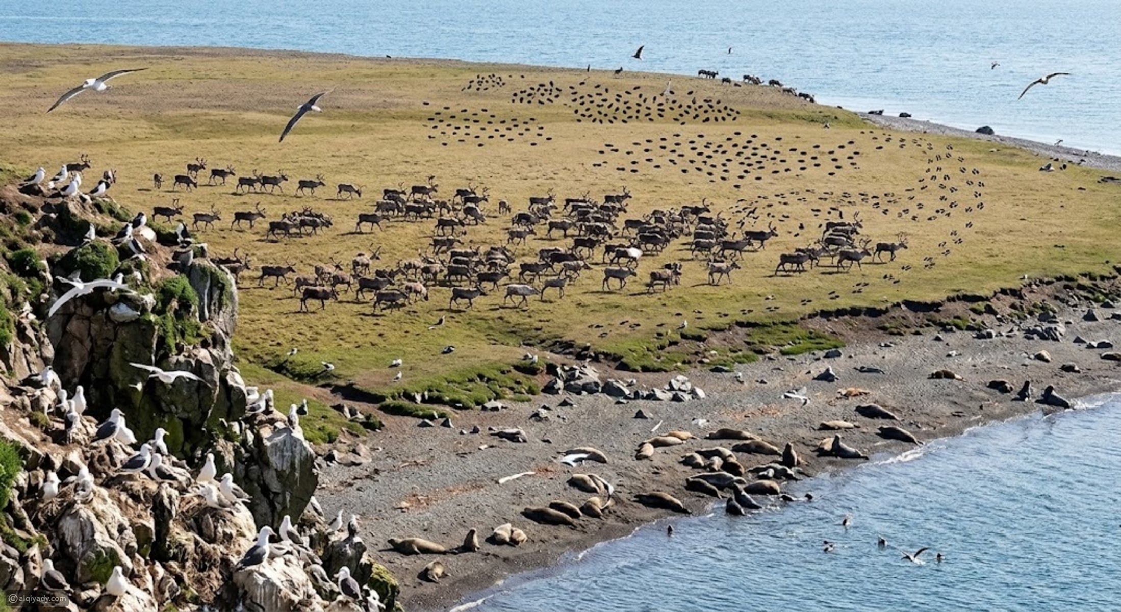 Scientists tracked 4,500 animals during COVID — the results surprised them