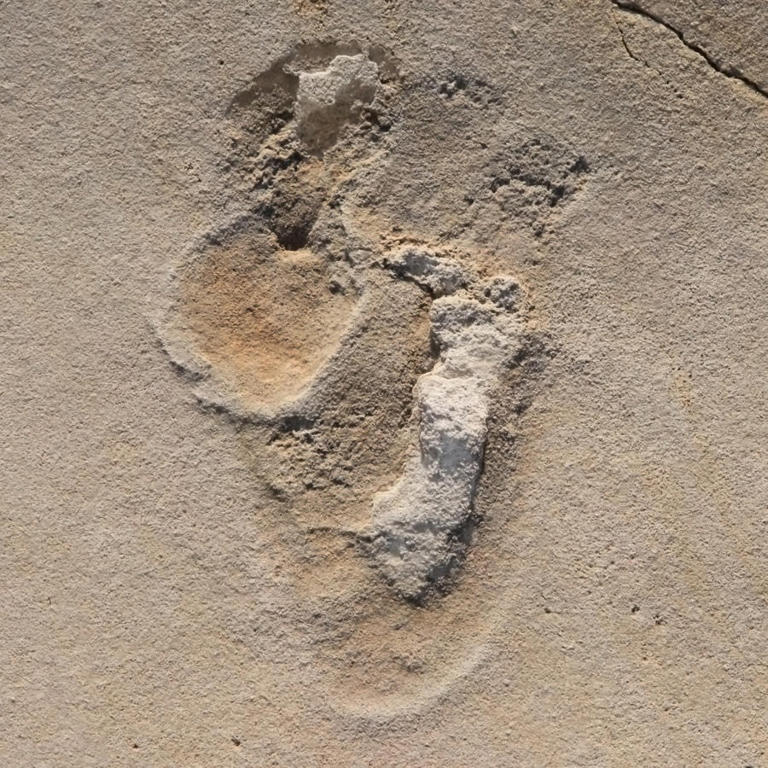 Researchers found the oldest human-like footprints ever identified ...
