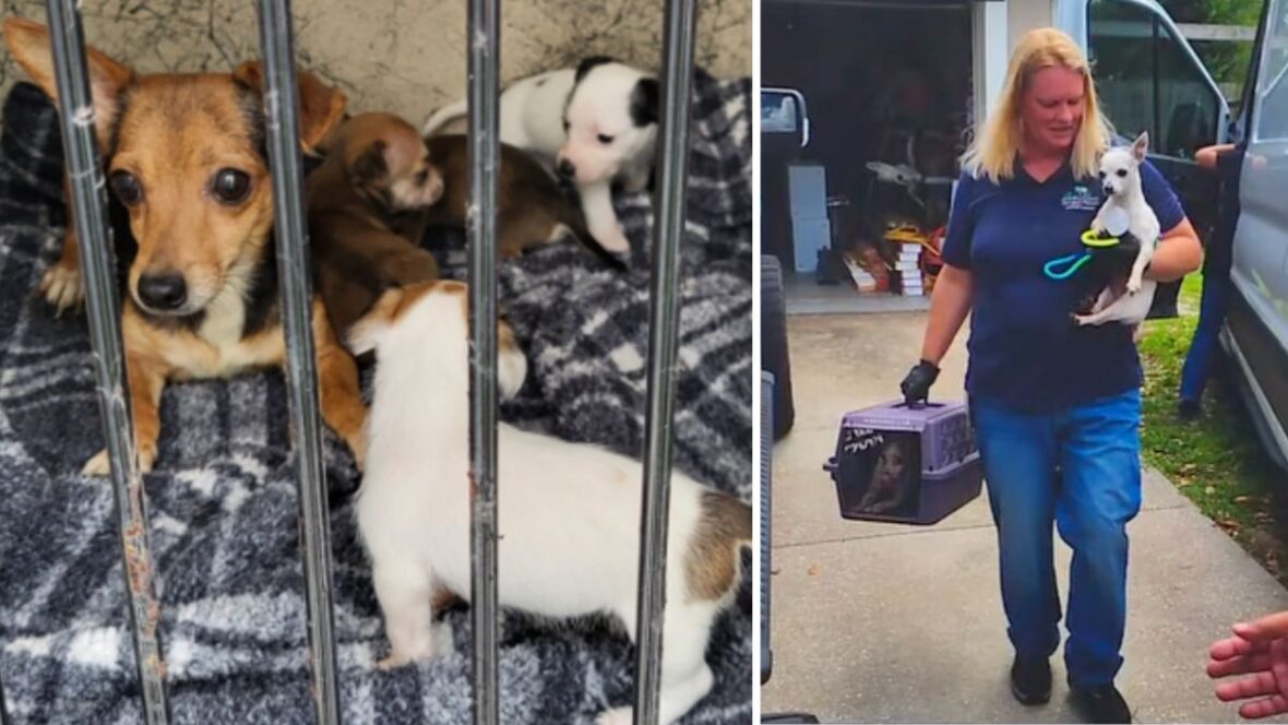 51 dogs found emaciated, sick, and living in filth—petition demands ...
