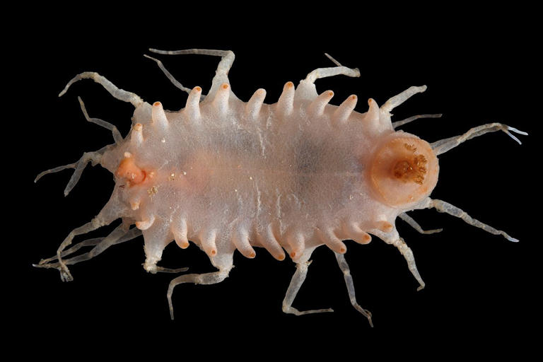 Hat-wearing sponge crab among nearly 150 new animals discovered by deep ...