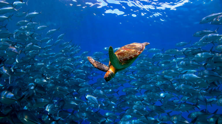 Spy turtles and fish in the sea? China claims sea animals are being ...