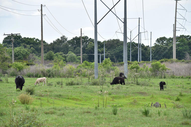 Lakeland weighs one-year ban on large power users such as data centers