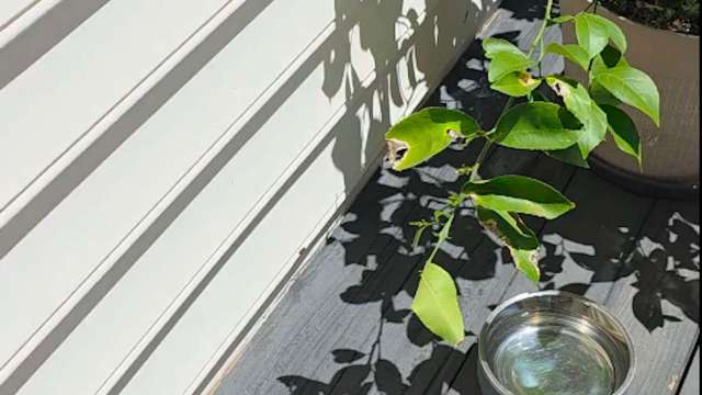 Gardener spots lemon tree on fire and realizes the dog's water bowl ...