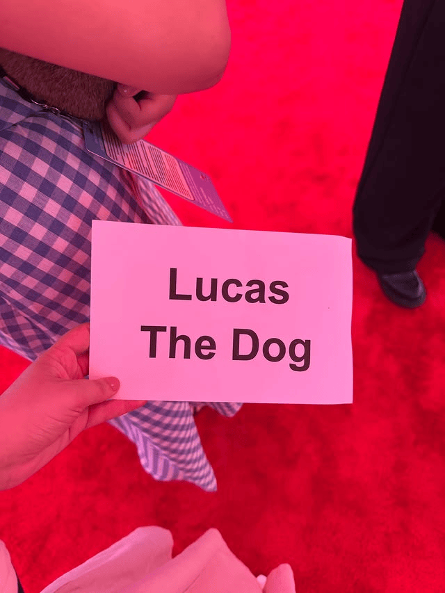 Lucas the dog fulfilled his dream of meeting Taylor Swift at the Toy ...