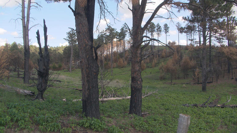Bessey Ranger District on the road to recovery after Road 203 fire